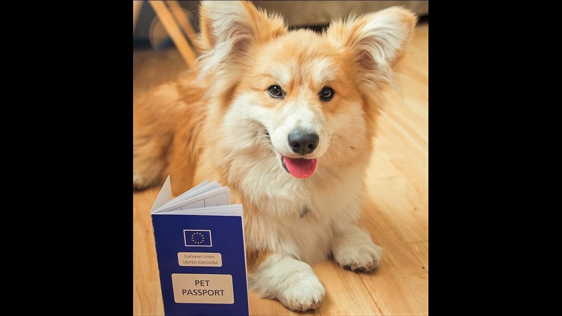 England's reigning pup is Marcel le Corgi | king5.com
