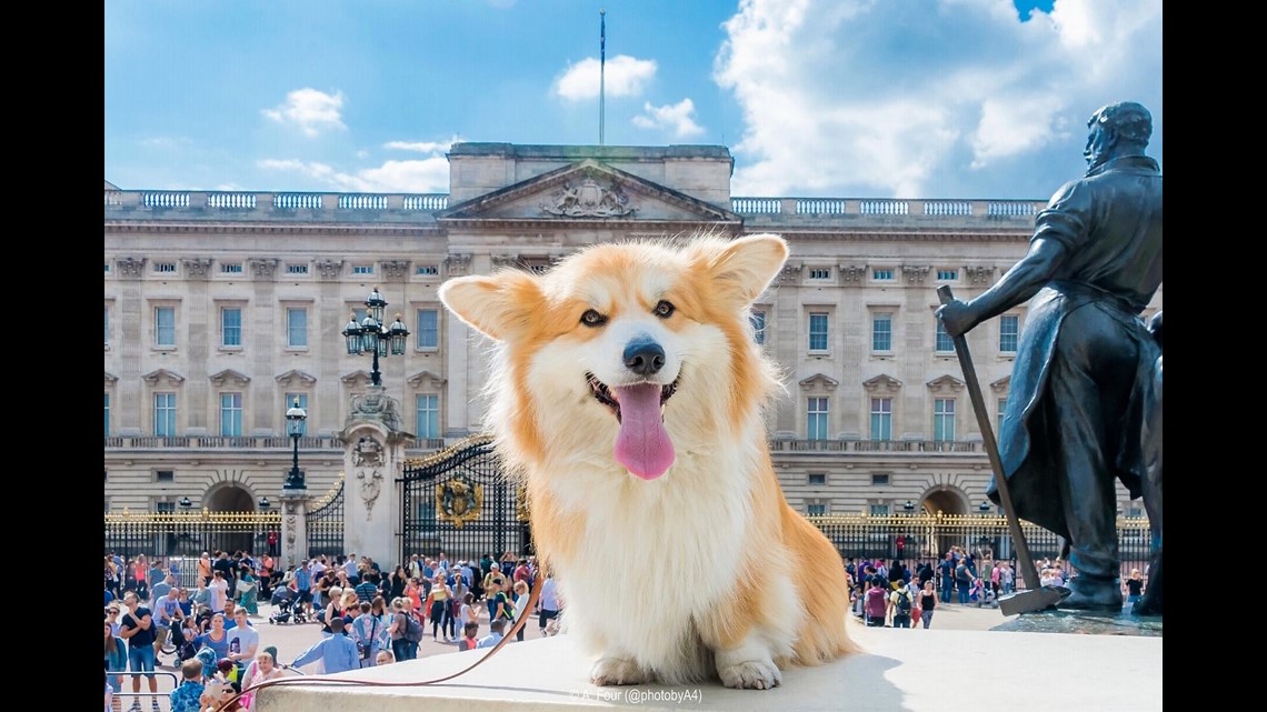England's reigning pup is Marcel le Corgi | king5.com