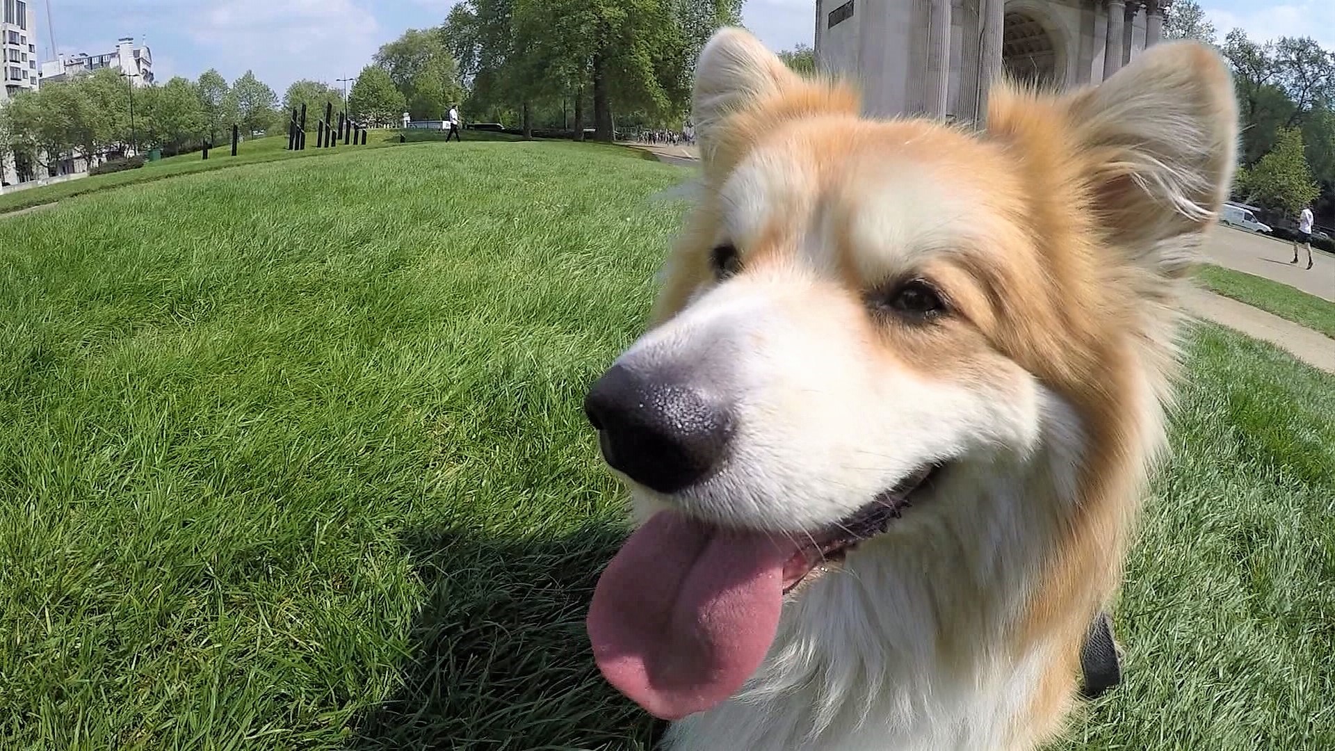 England's reigning pup is Marcel le Corgi | king5.com