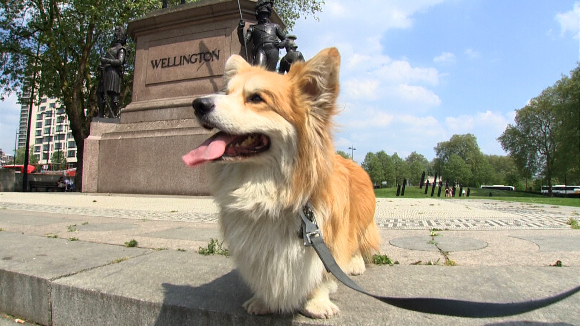 England's reigning pup is Marcel le Corgi | king5.com