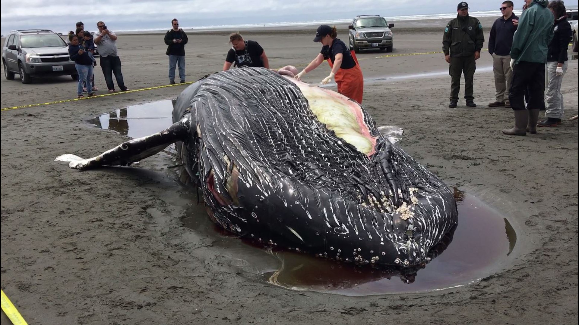 Dead humpback whale washes ashore at Ocean Shores | king5.com