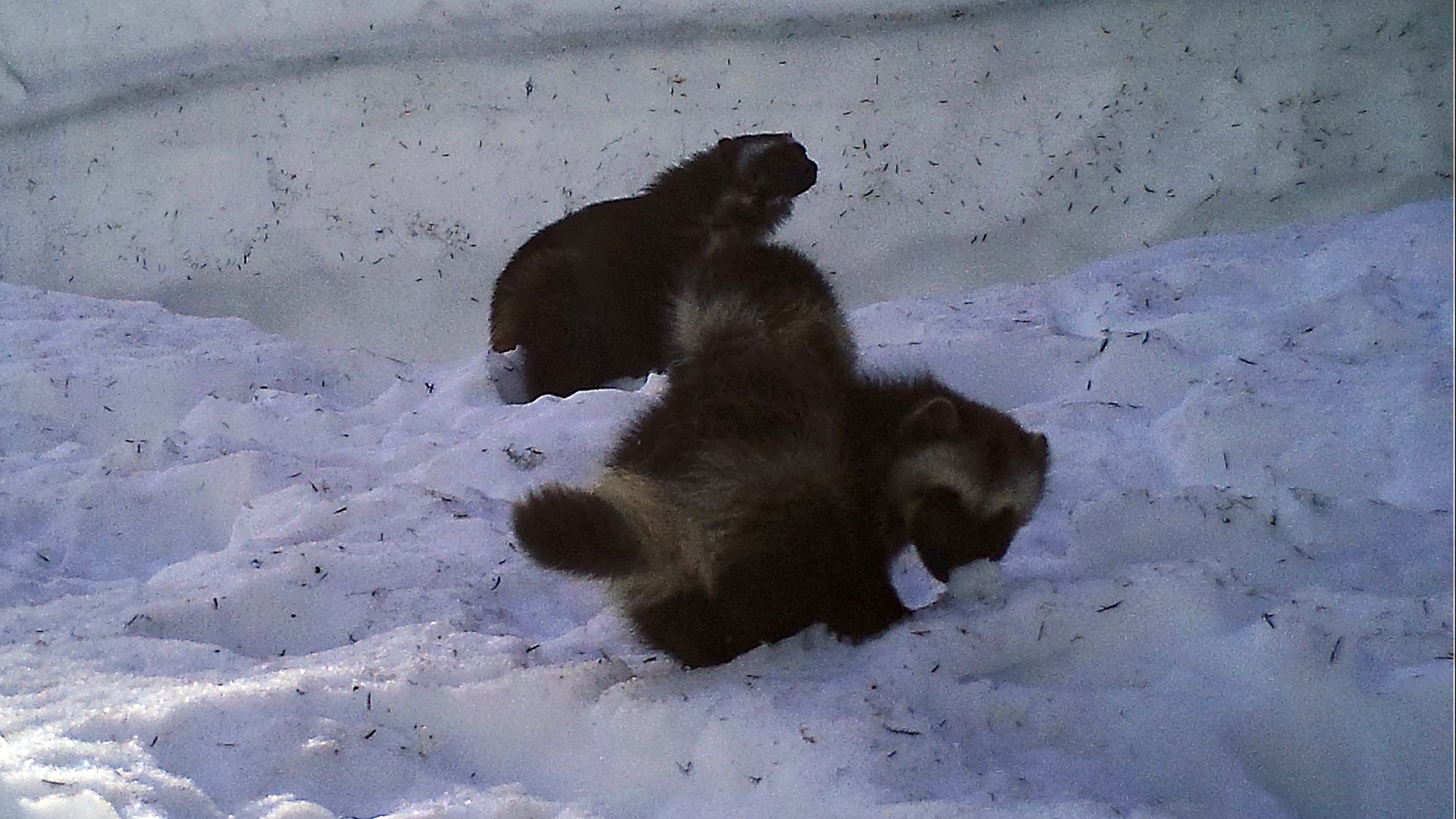 Baby wolverines caught on camera near Mount Rainier | king5.com