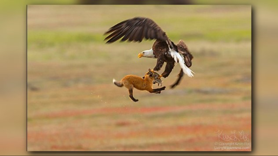 Epic battle between eagle, fox and rabbit on San Juan Island | king5.com