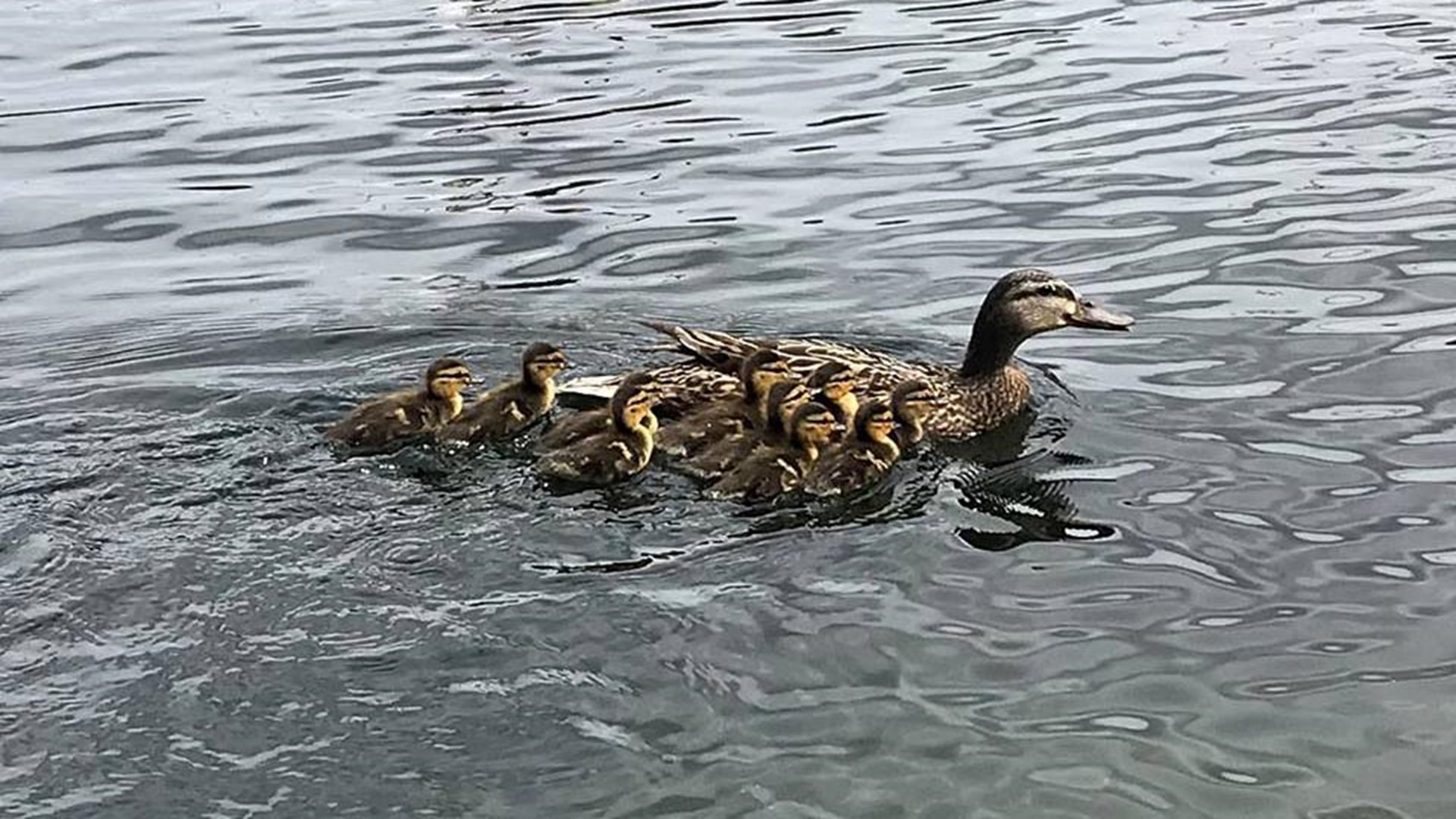 Ducklings trapped on Seattle rooftop rescued | king5.com