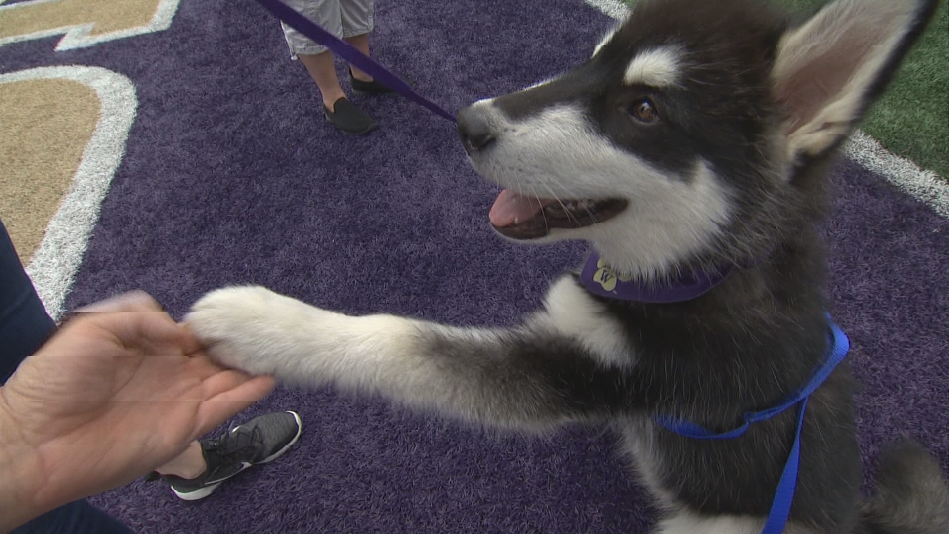 The new Dawg in town: Dubs II | king5.com