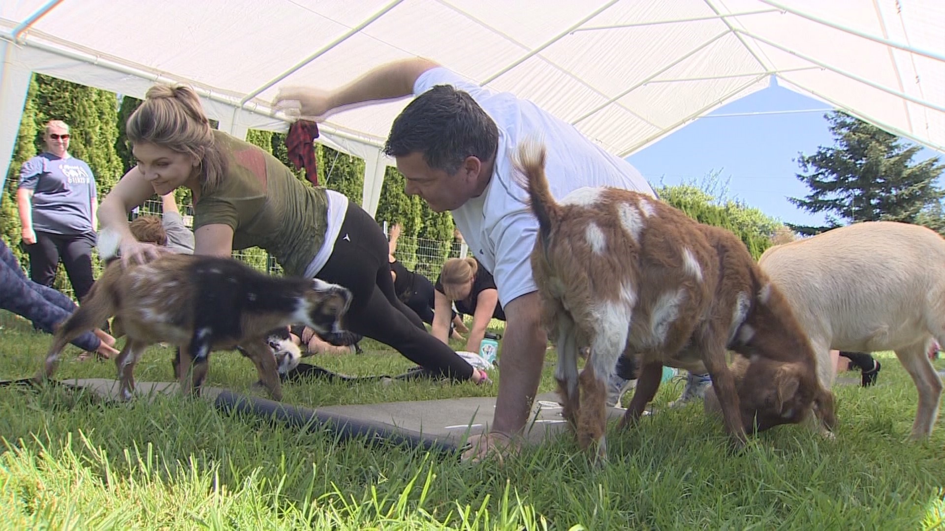Bah! Give goat yoga a whirl in Snohomish | king5.com