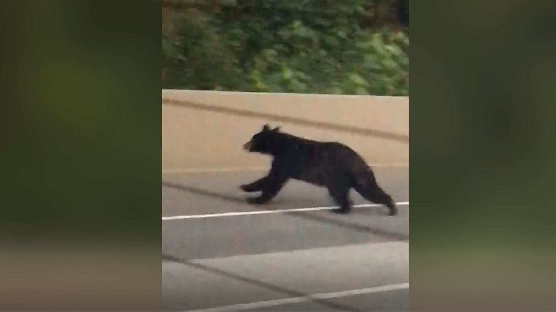 WATCH: Bear hit by car on Kirkland freeway | king5.com