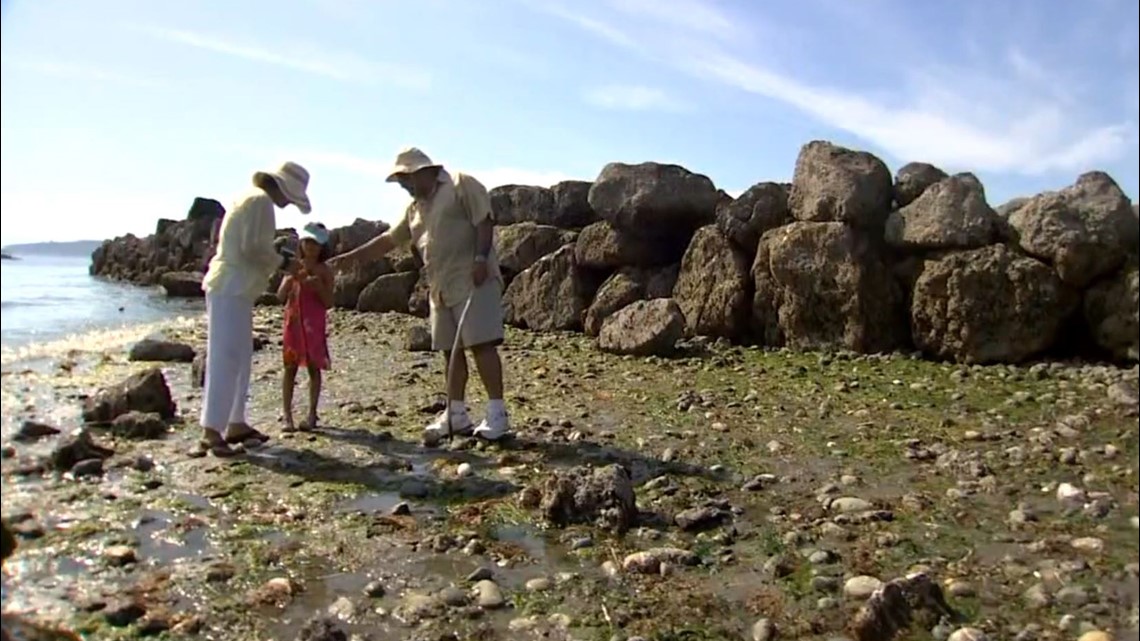 Extreme low tides this weekend to reveal marine life | king5.com