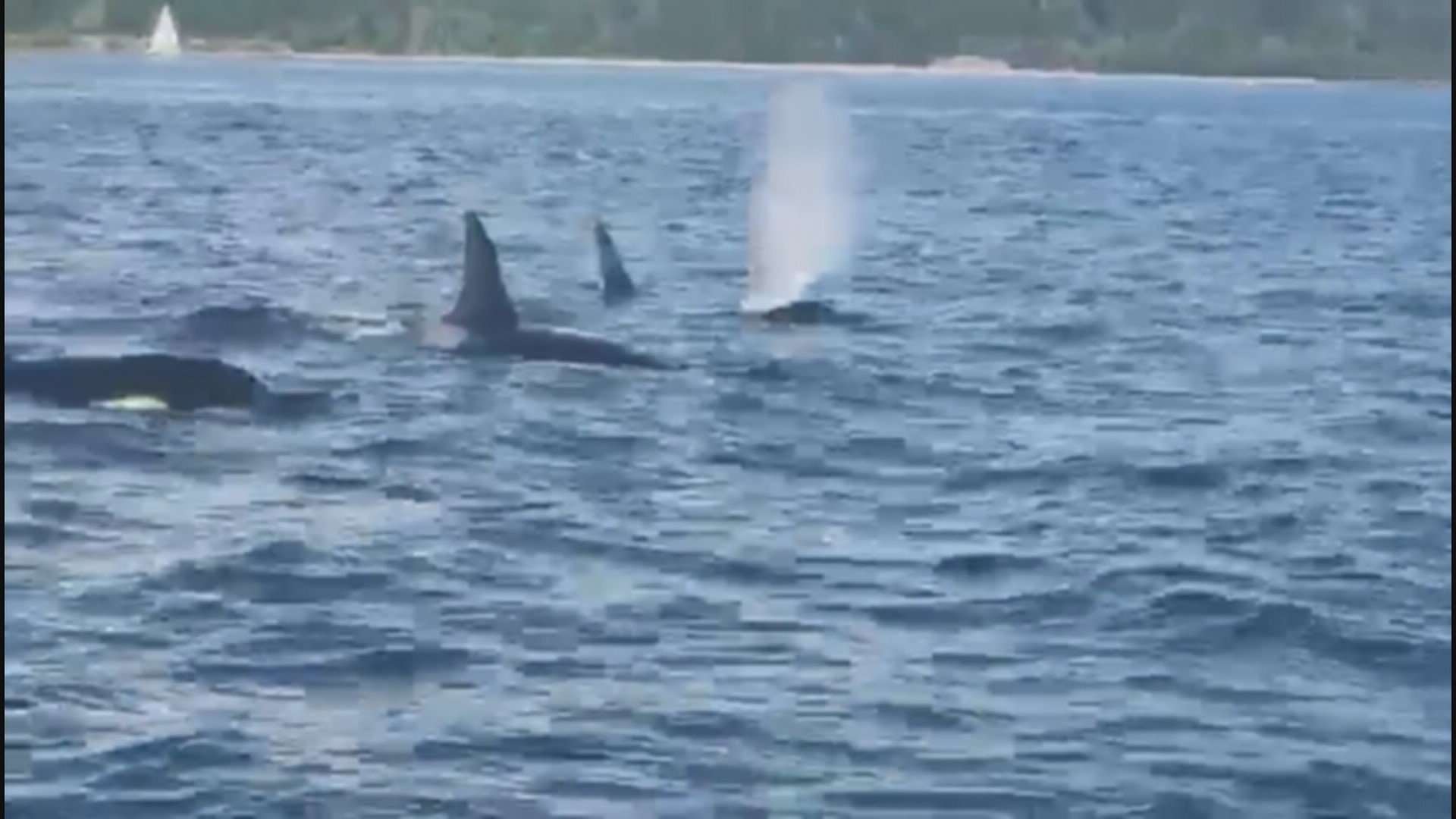 WATCH: Orcas frolic in Seattle's Elliott Bay | king5.com