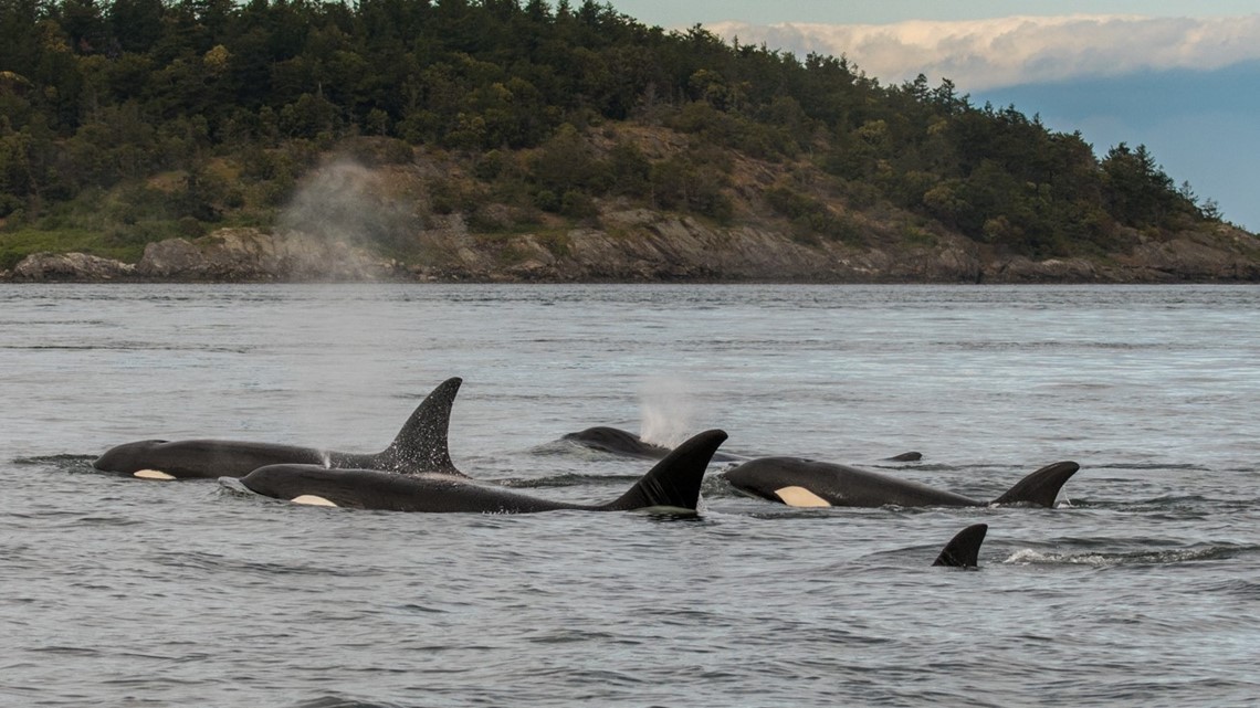 50 Bigg's orcas spotted in Salish Sea | king5.com