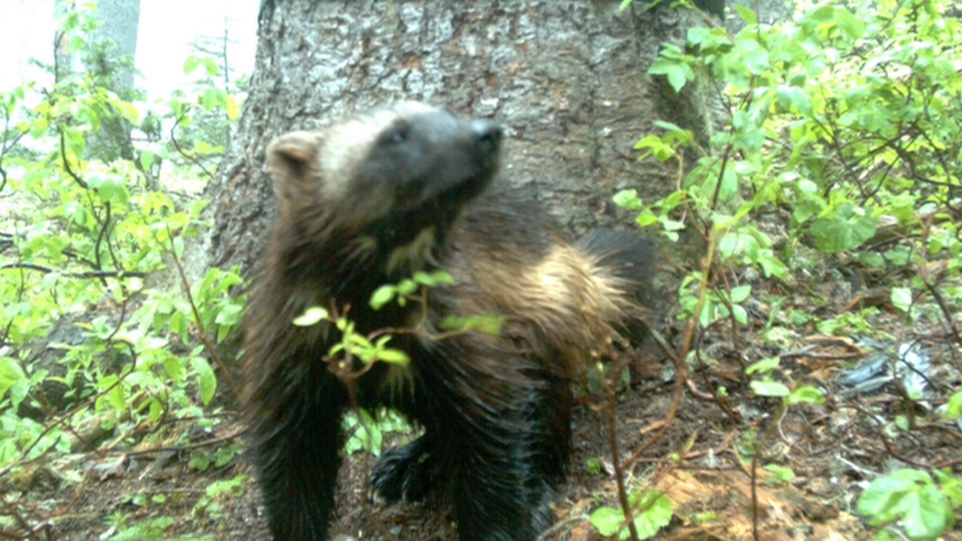Inside the lone known wolverine den in South Cascades | king5.com