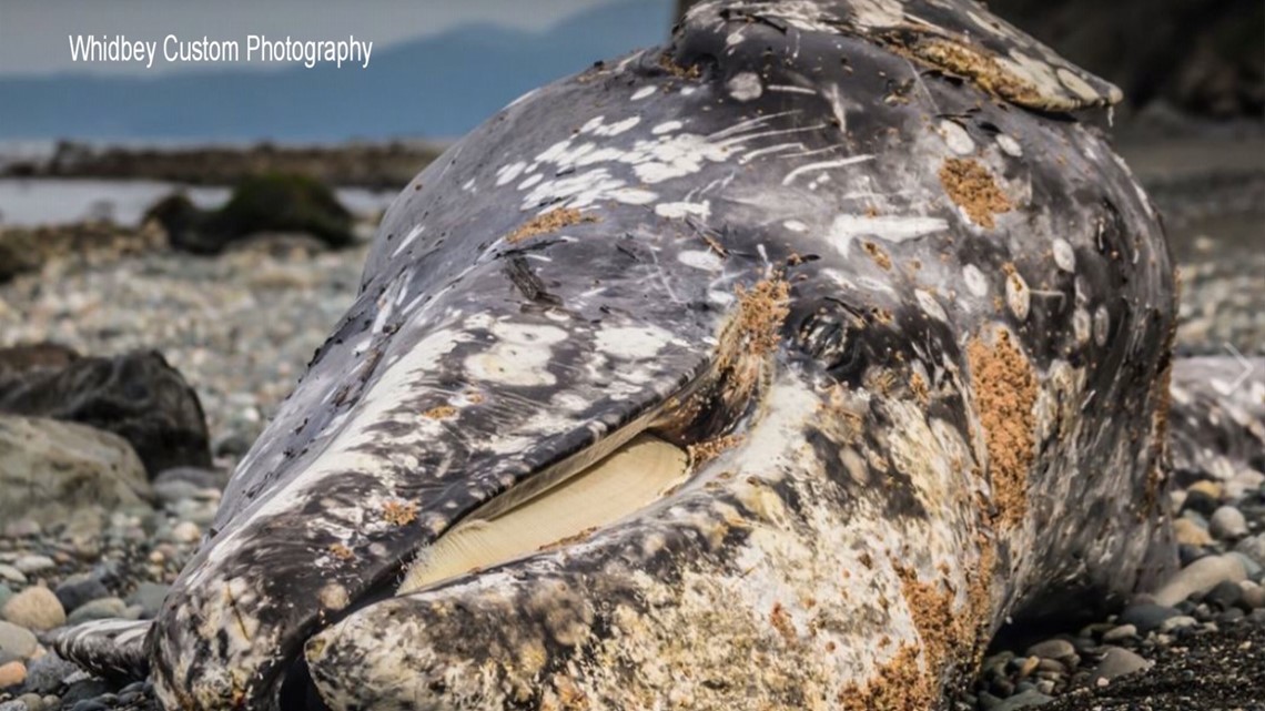 Whale strandings in Washington highest in 10 years | king5.com