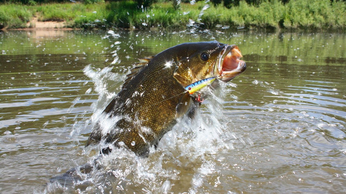 Celebrating Washington’s first annual Bass Week | king5.com