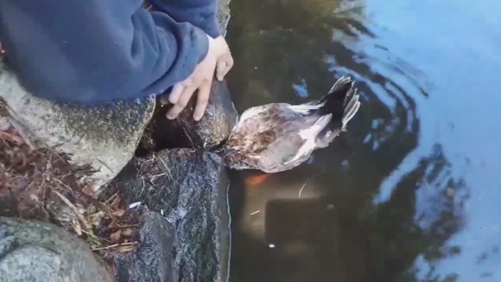 WATCH: Worker frees duck that got head stuck in pond rock wall | king5.com