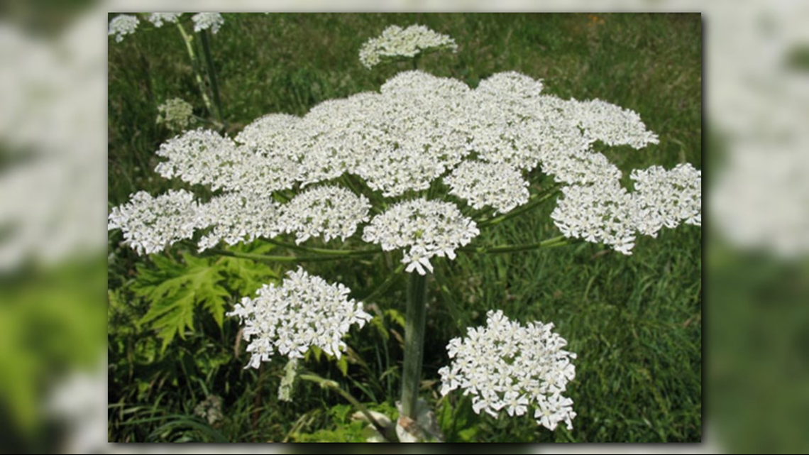 How to identify dangerous hogweed plant that can burn skin | king5.com