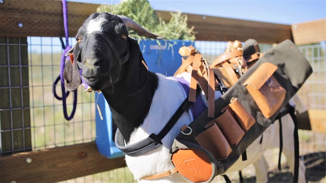 Goats as Golf Caddies - That's a Thing | king5.com