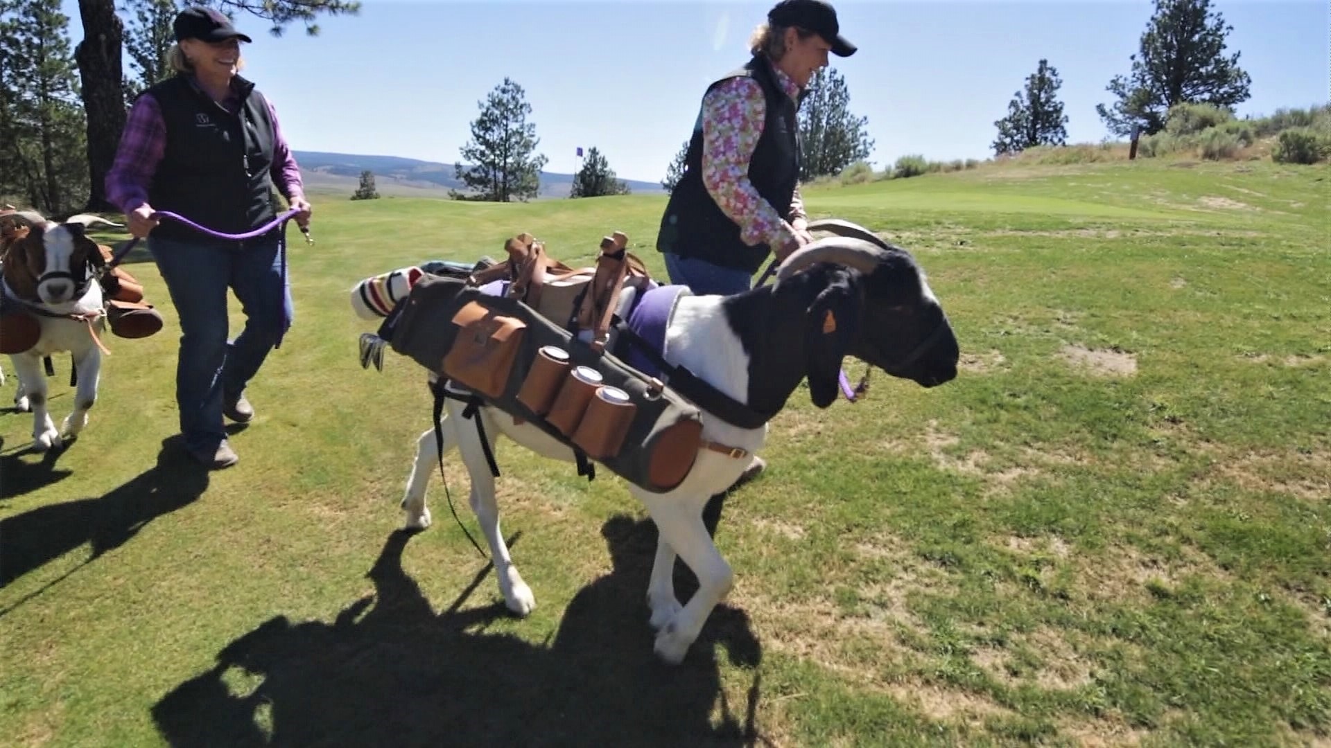 Goats as Golf Caddies - That's a Thing | king5.com