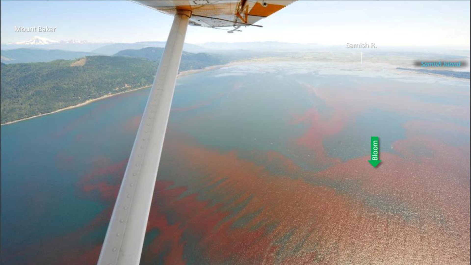 Red-brown algae blooms spotted in Puget Sound | king5.com