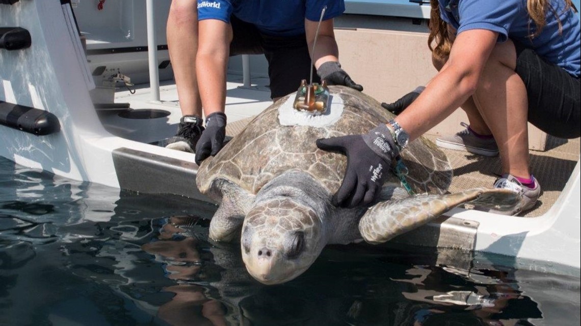 Sea turtle rescued in Northwest released into wild | king5.com