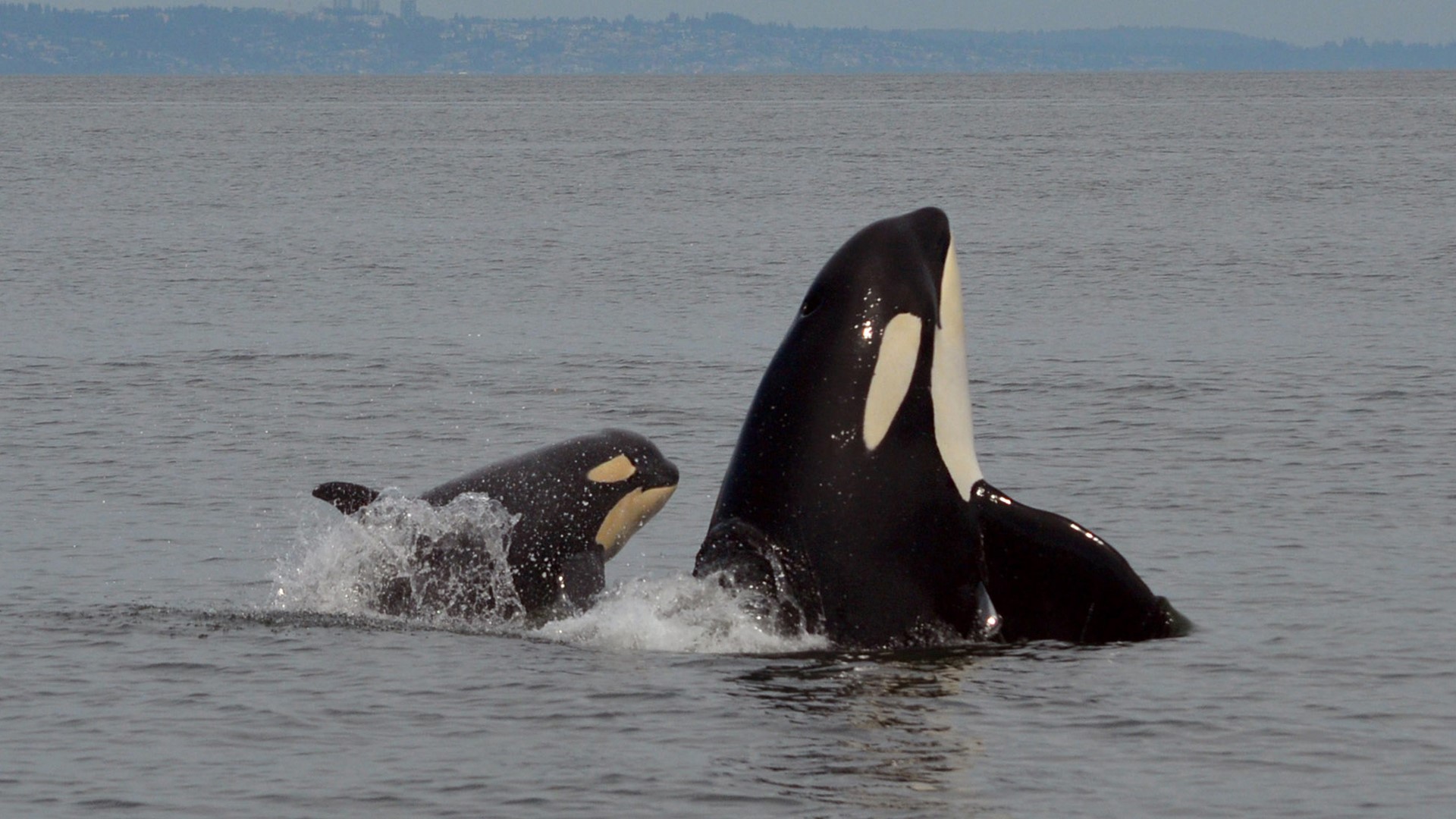 King County sends research vessel to help save sick orca | king5.com