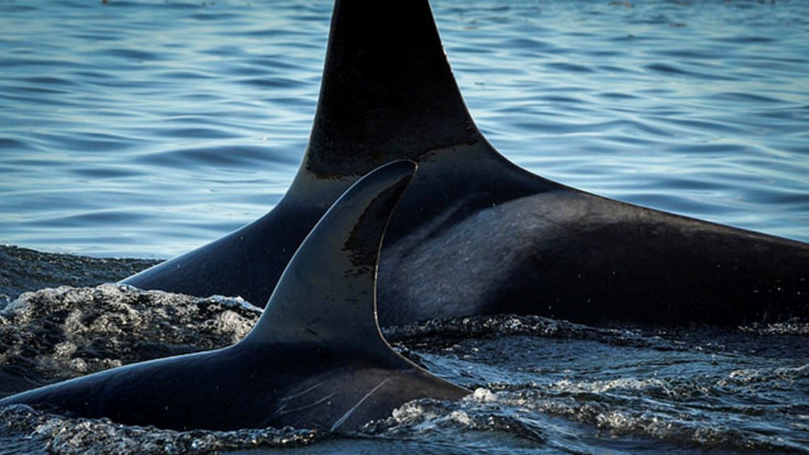 Orca expert warns drastic measures needed to save Southern Resident ...