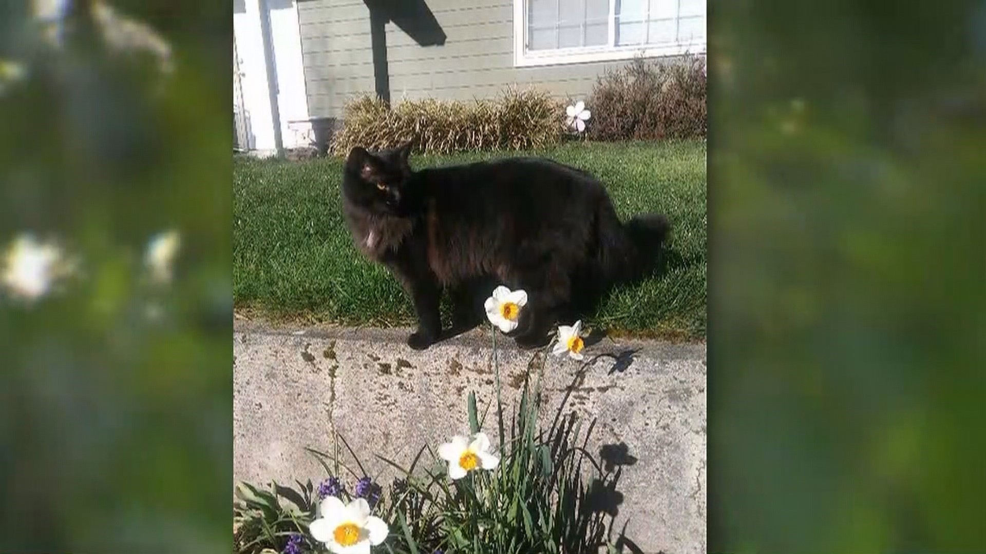 9th cat found dead linked to Thurston County serial cat killer | king5.com