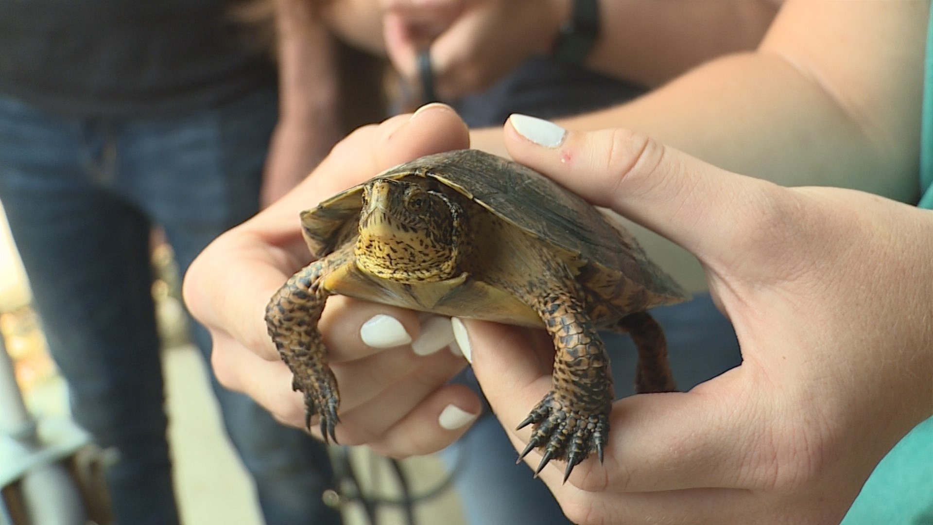Endangered turtles released into wild in Pierce County | king5.com