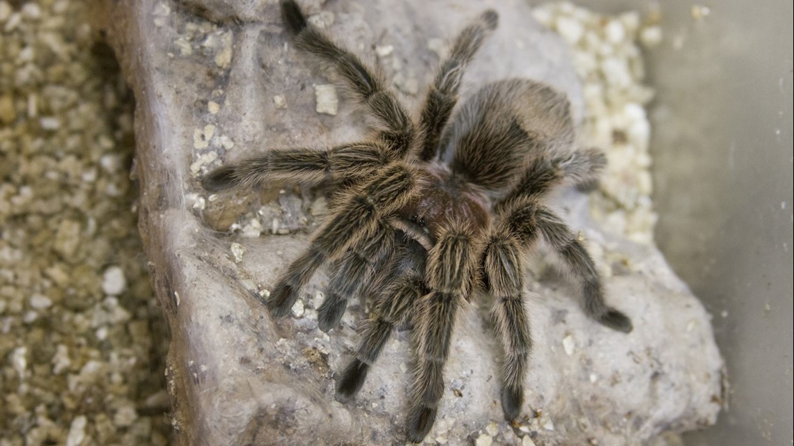 Why are we scared of spiders? | king5.com