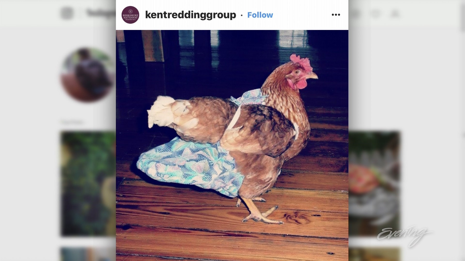 Chickens in diapers? Yep,That's A Thing | king5.com