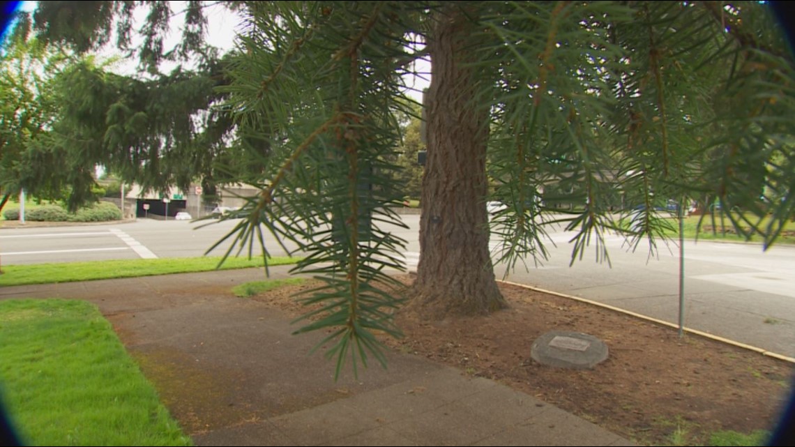 Moon tree connects Olympia to Apollo mission history | king5.com