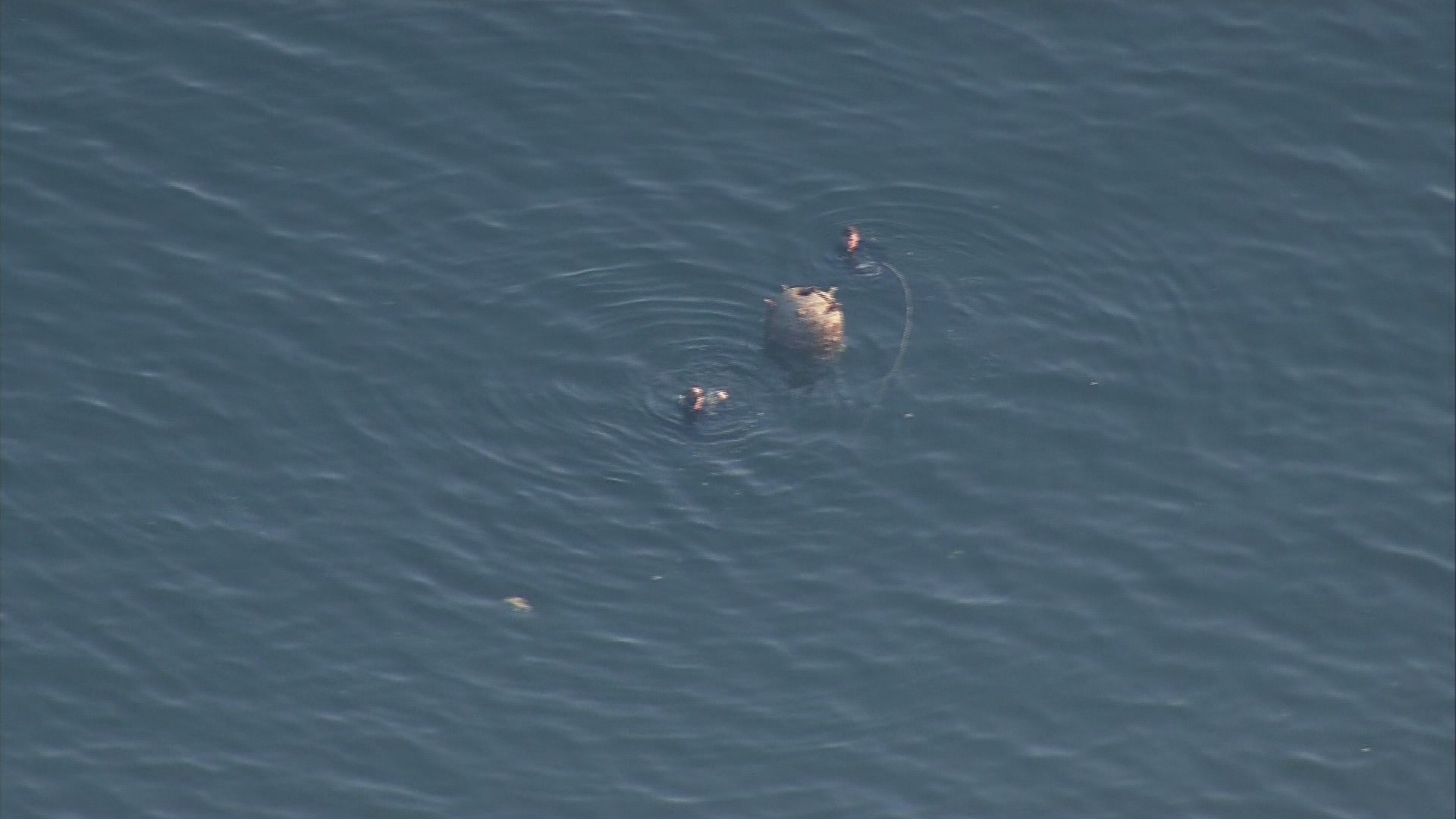 Floating mine detonated in Puget Sound near Bainbridge Island | king5.com