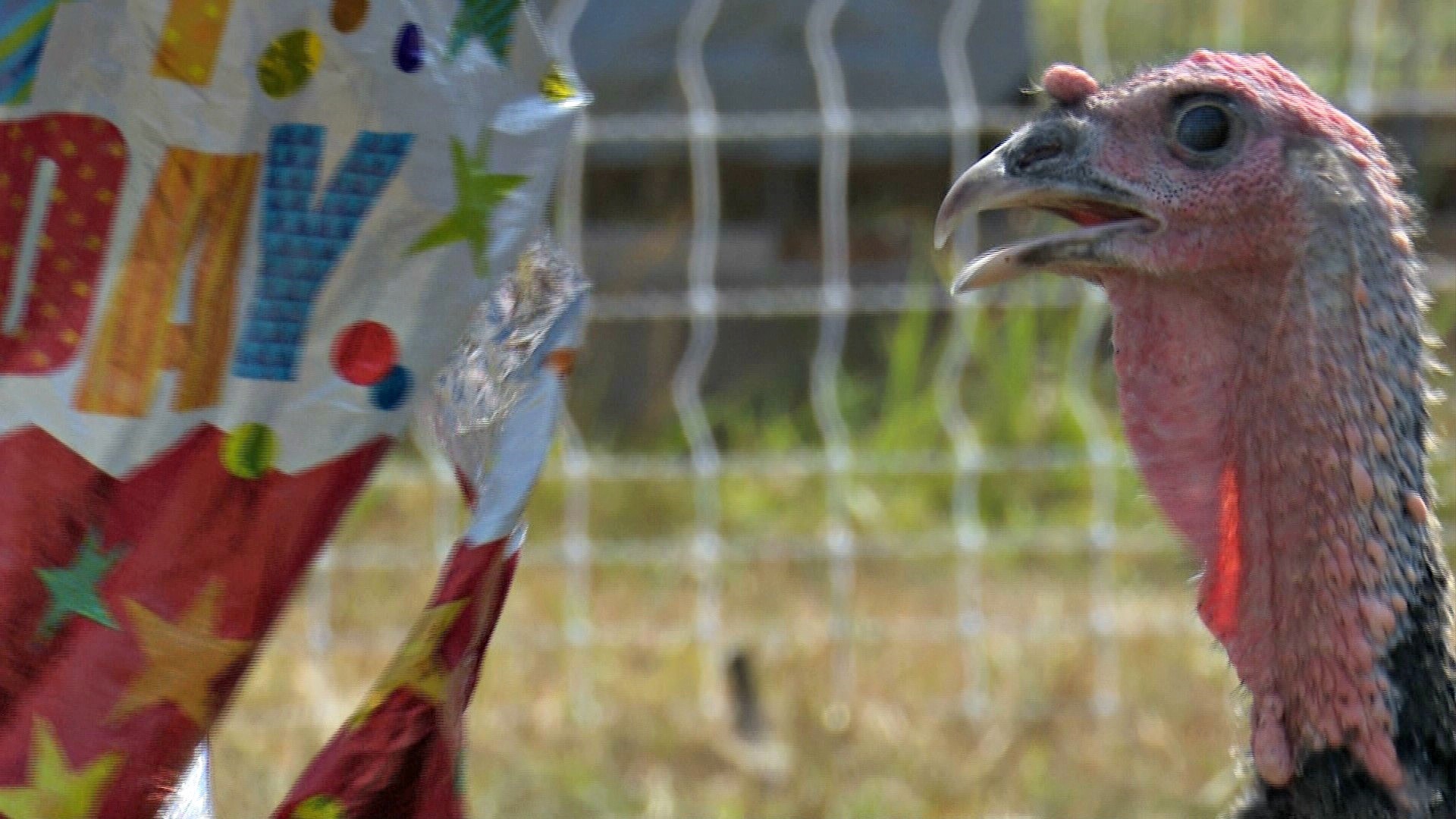 Balloon pollution dangerous for farm animals and wildlife | king5.com