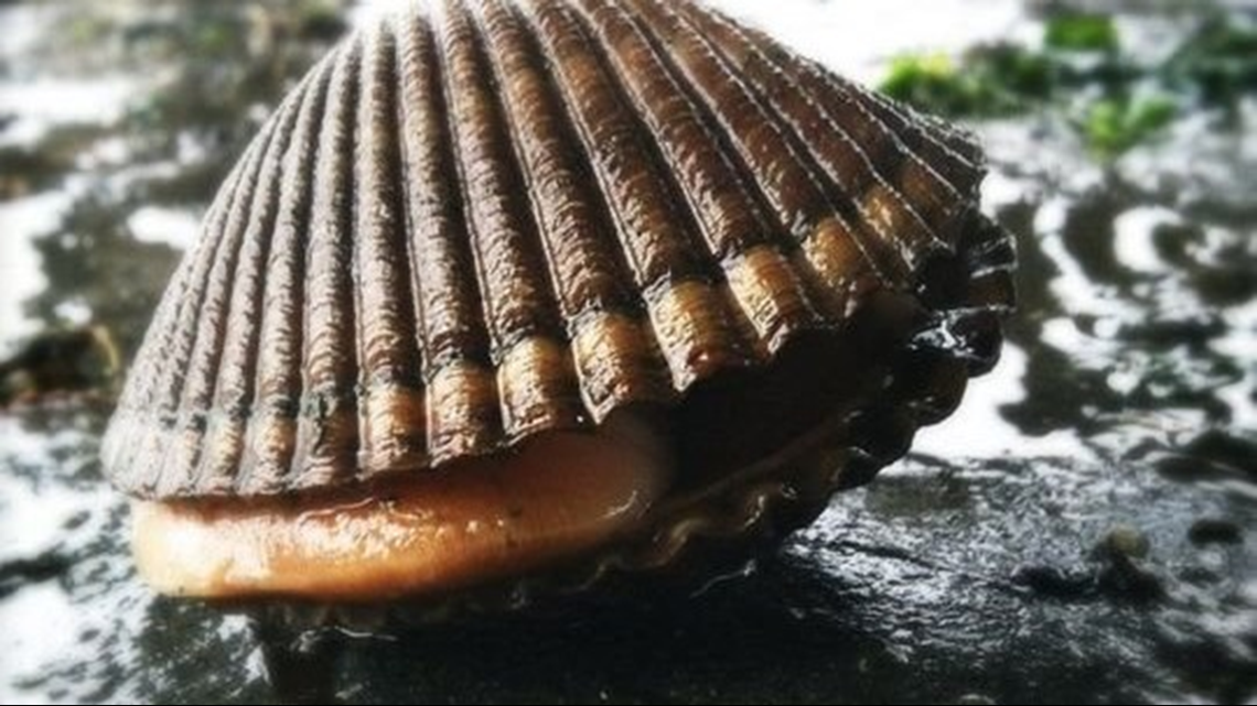 184 acres of shellfish beds near Kitsap marinas approved for harvest ...