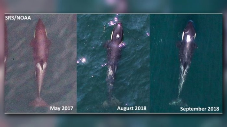 New photos show declining health of orca J50 | king5.com
