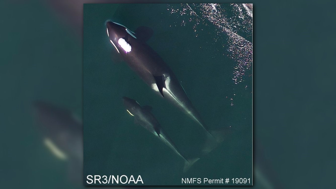 New photos show declining health of orca J50 | king5.com