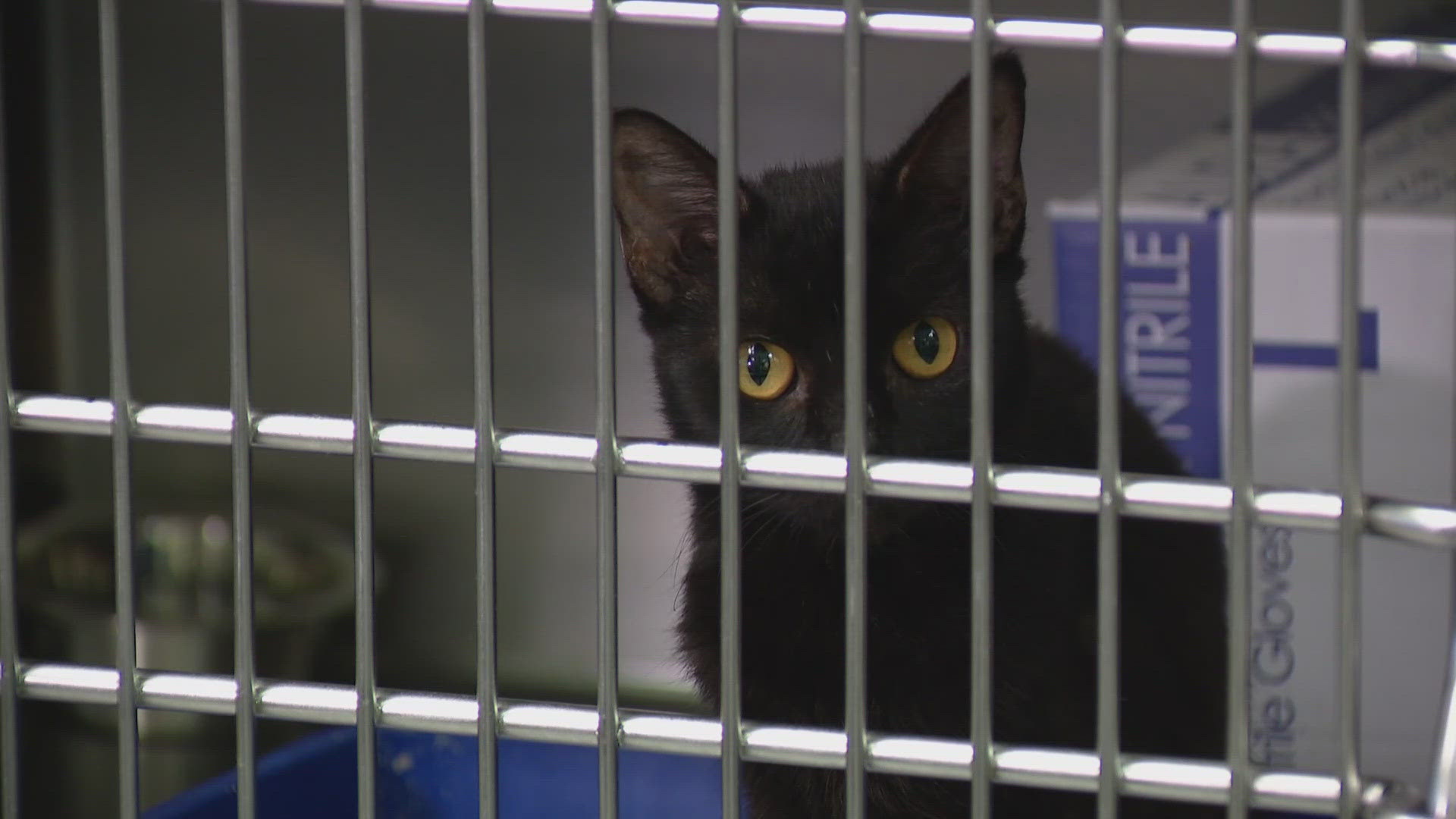 Pierce County woman charged with 11 counts of animal cruelty for ...