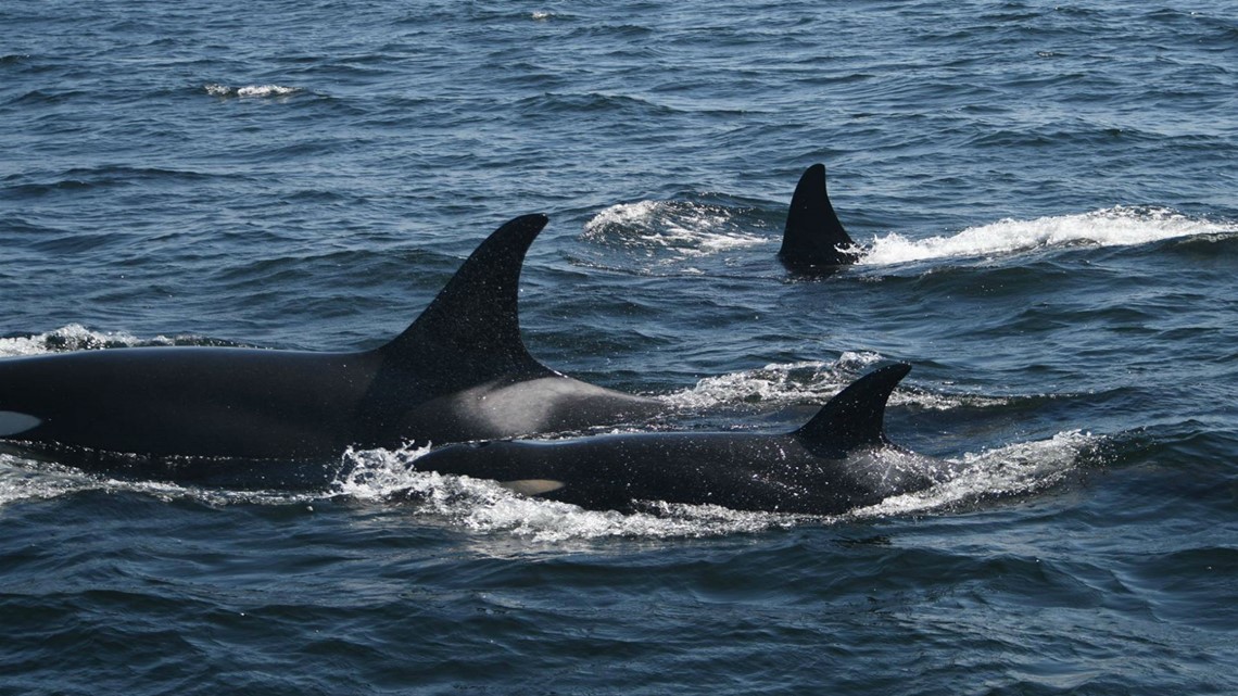 Sick orca J50 may be captured as health deteriorates | king5.com