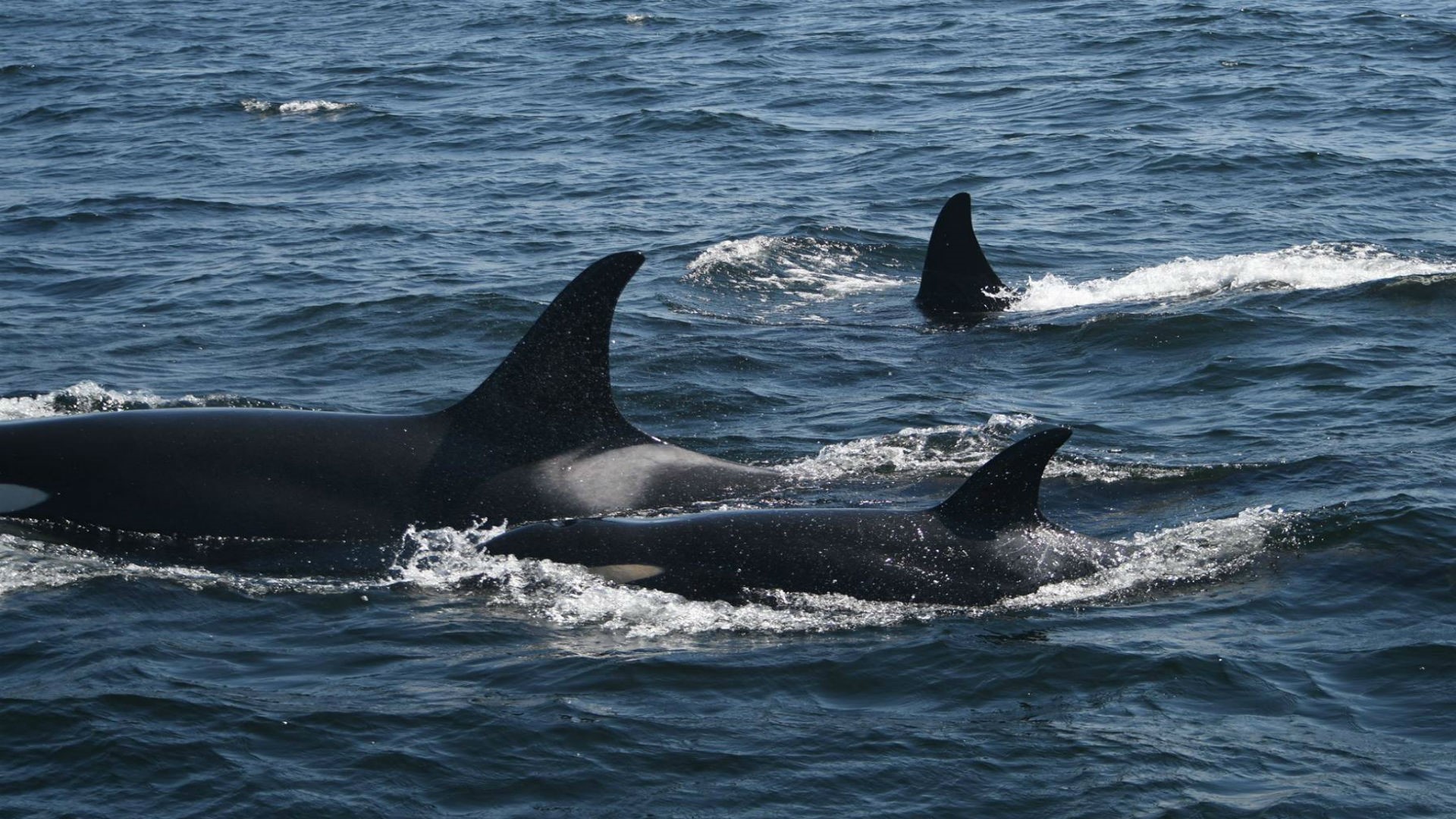 Sick orca J50 may be captured as health deteriorates | king5.com