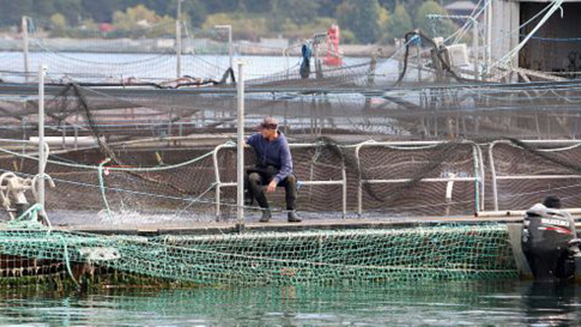 Biologists suspect fish in Rich Passage net pens infected with virus ...