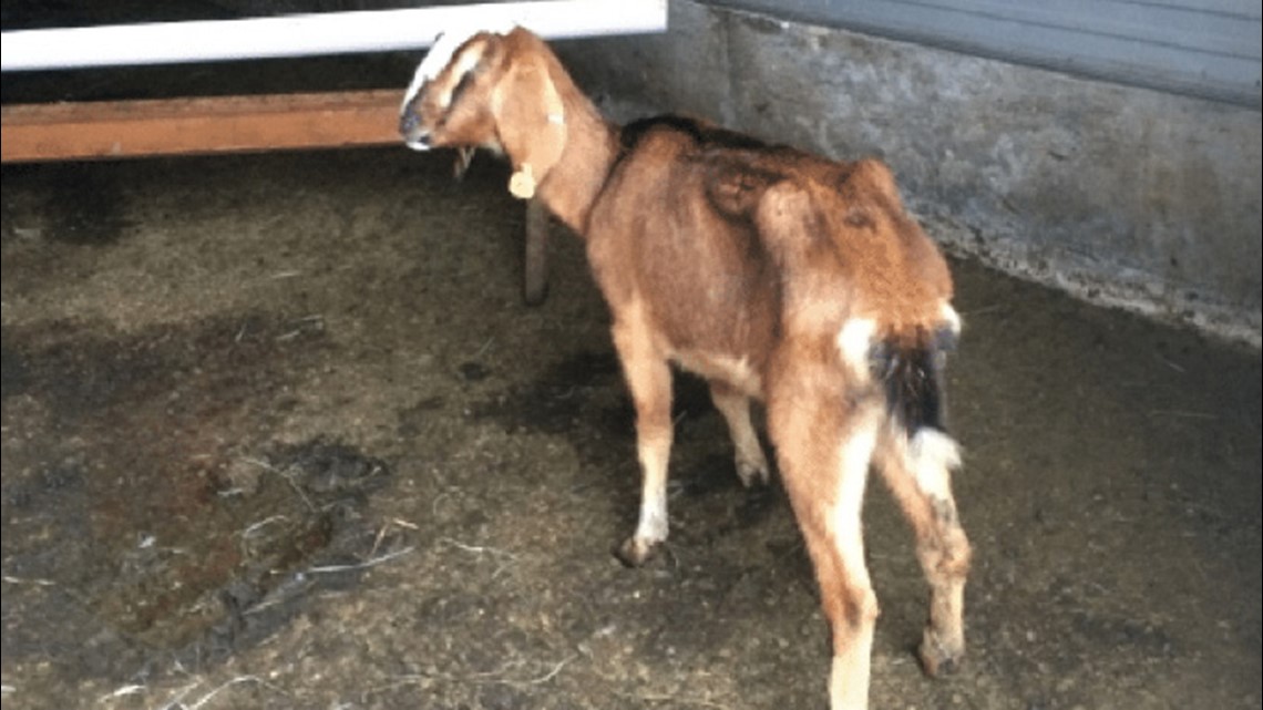 Photos show goat care violations at Redmond lab | king5.com