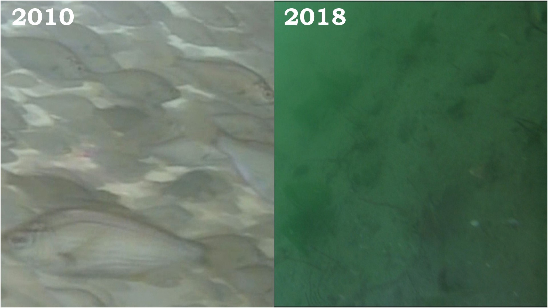 Underwater video shows changing sea life in Puget Sound | king5.com