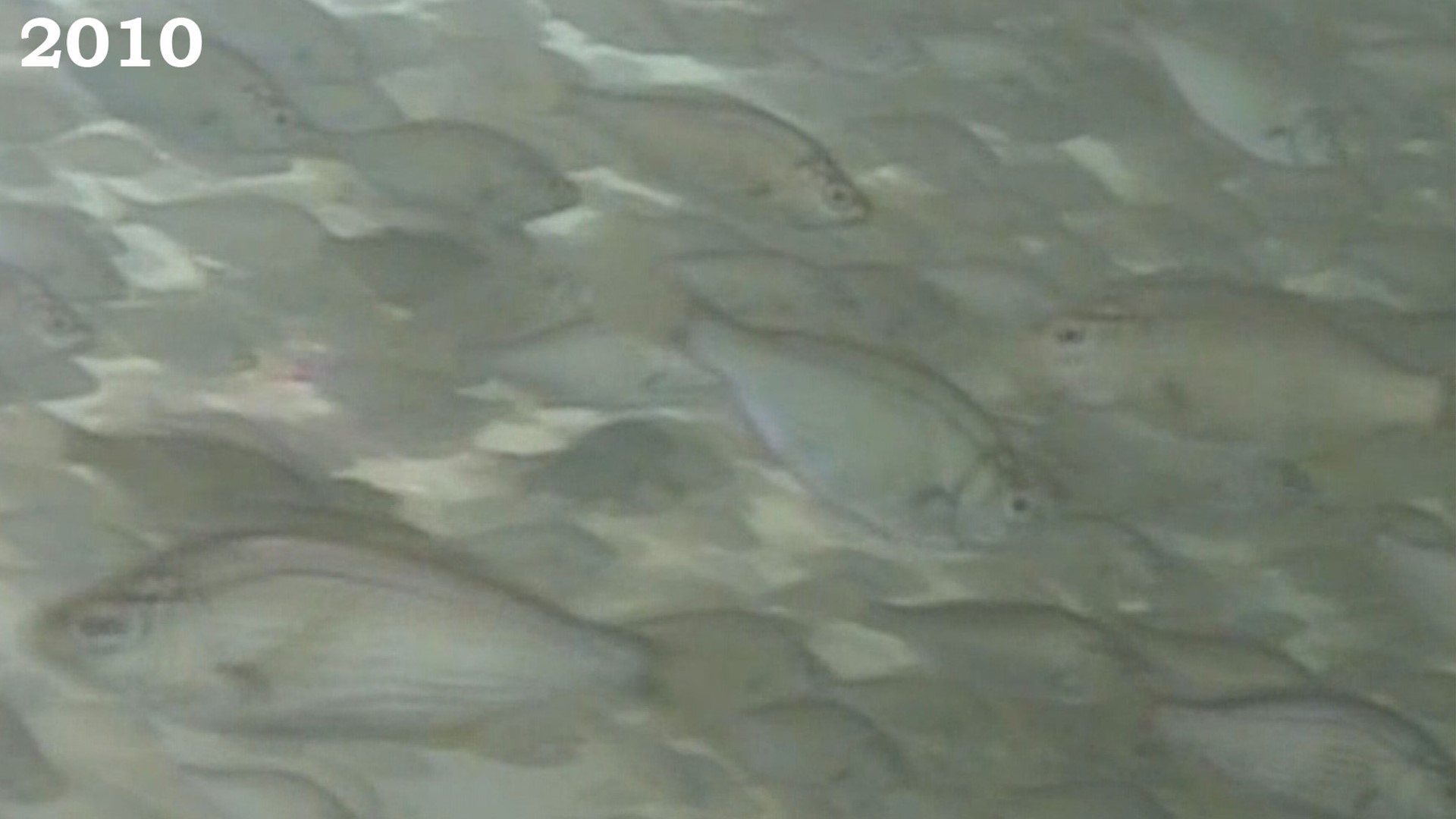 Underwater video shows changing sea life in Puget Sound | king5.com