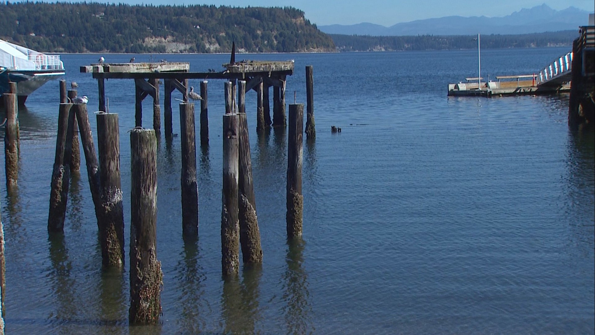New way to remove Puget Sound contaminants making waves | king5.com