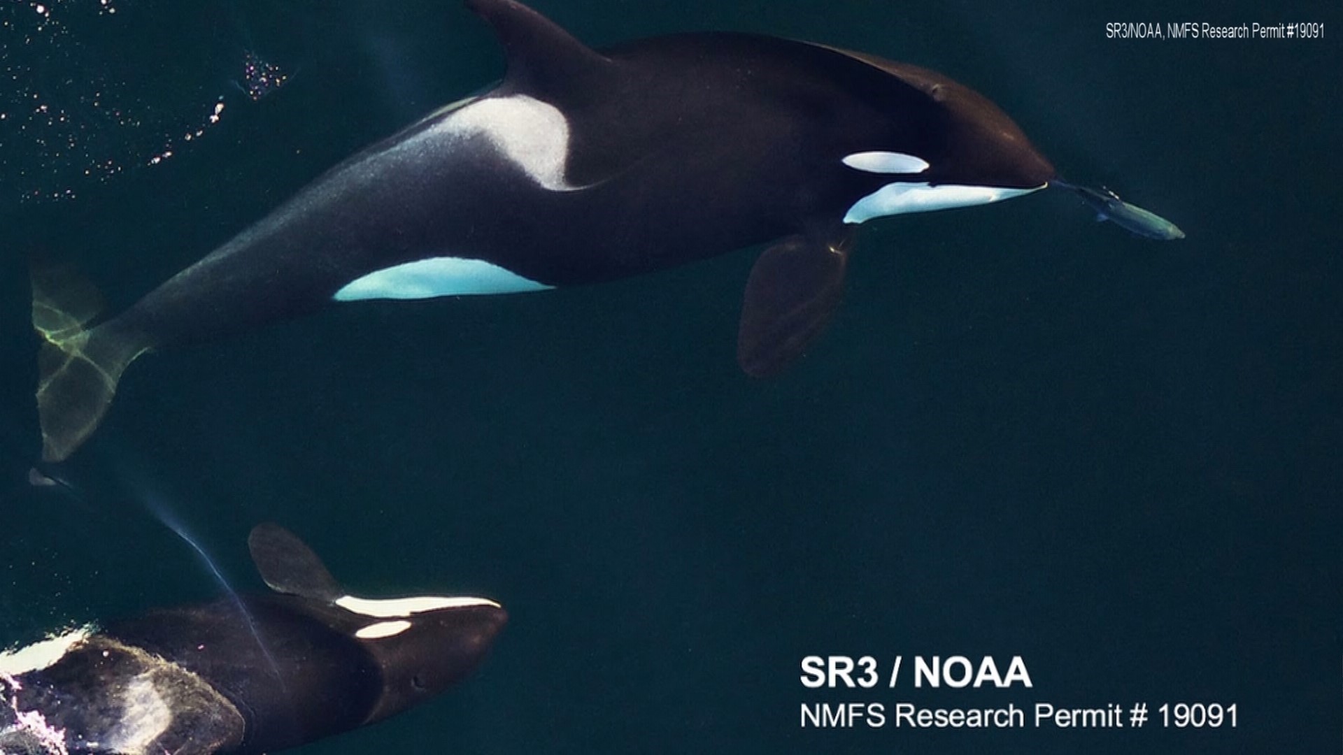 Drones helping scientists track orca health | king5.com