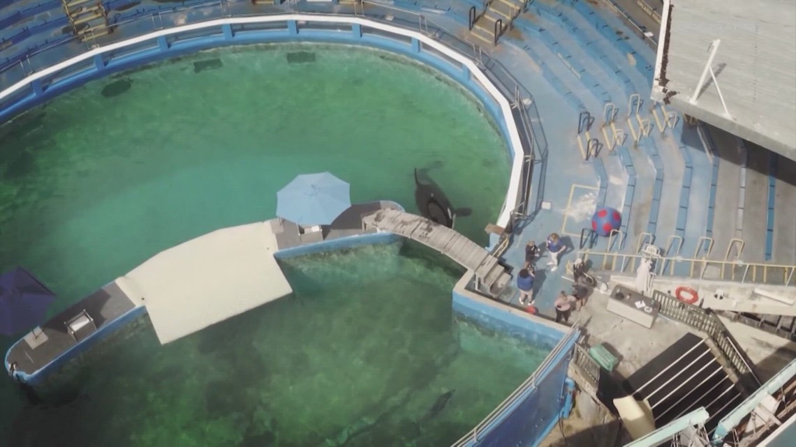 Bringing Tokitae's remains back to the Pacific Northwest the next step ...