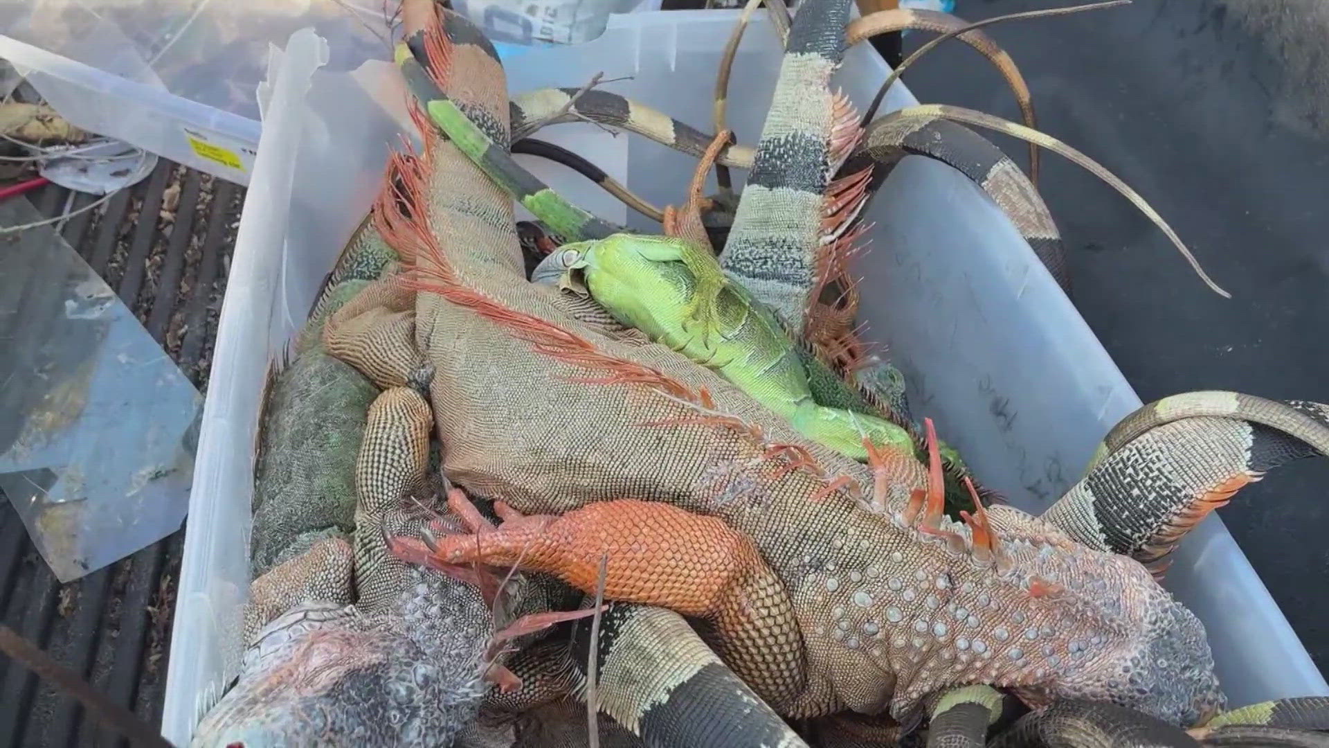 Frozen iguanas raining down from trees in Florida | king5.com