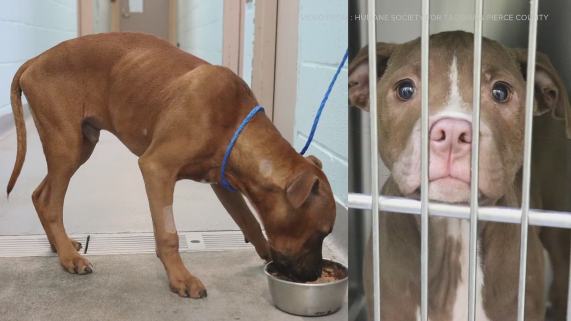 2 dogs at Tacoma Humane Society infected with rare, deadly disease ...