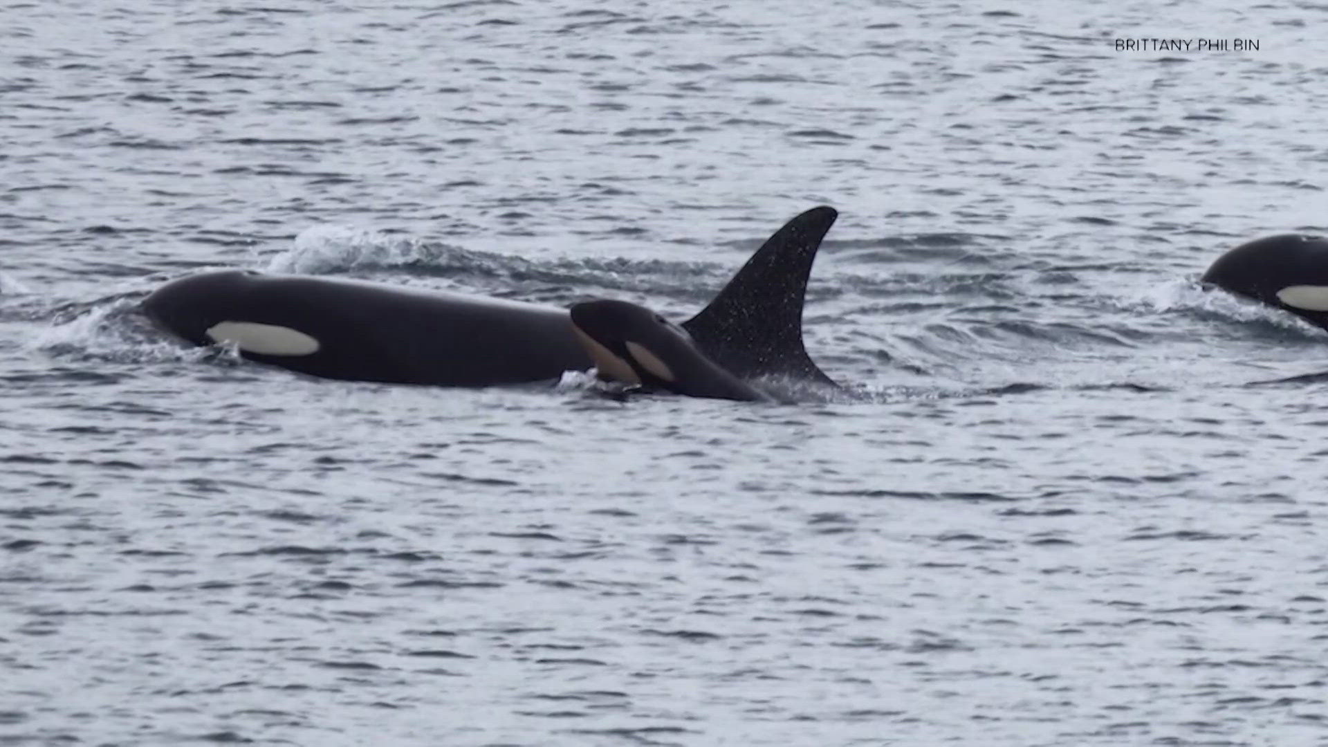 Rare 'wave clouds' seen in Washington | king5.com