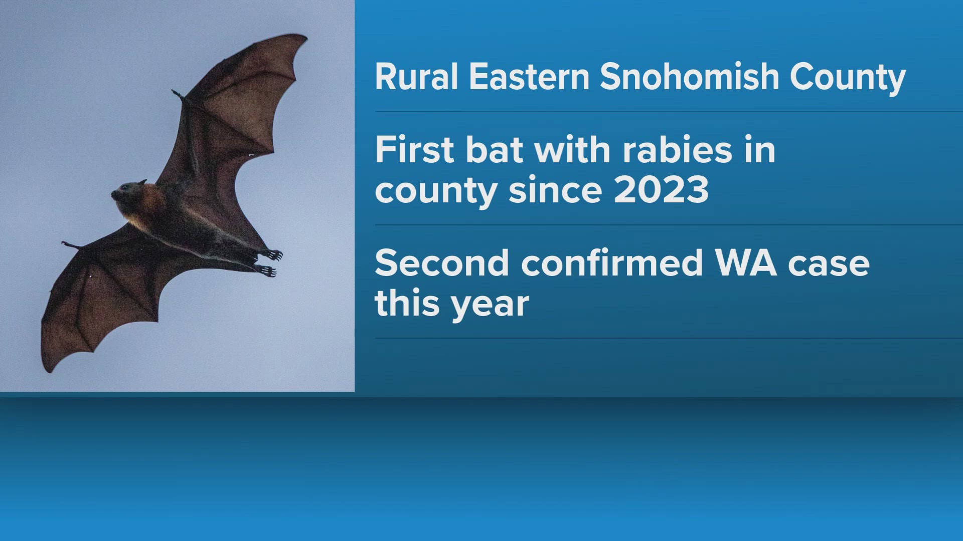 Three people exposed to rabid bat | king5.com
