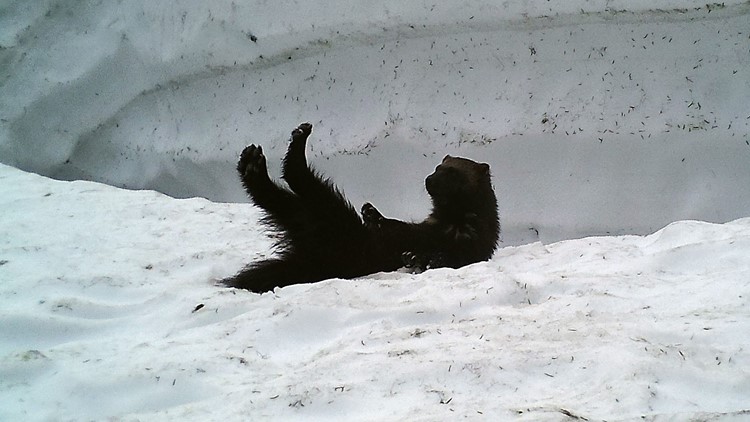 Baby wolverines caught on camera near Mount Rainier | king5.com